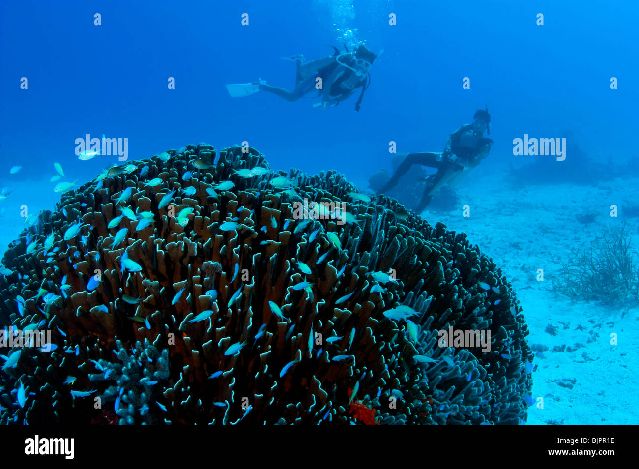 Two scuba divers underwater Stock Photo - Alamy