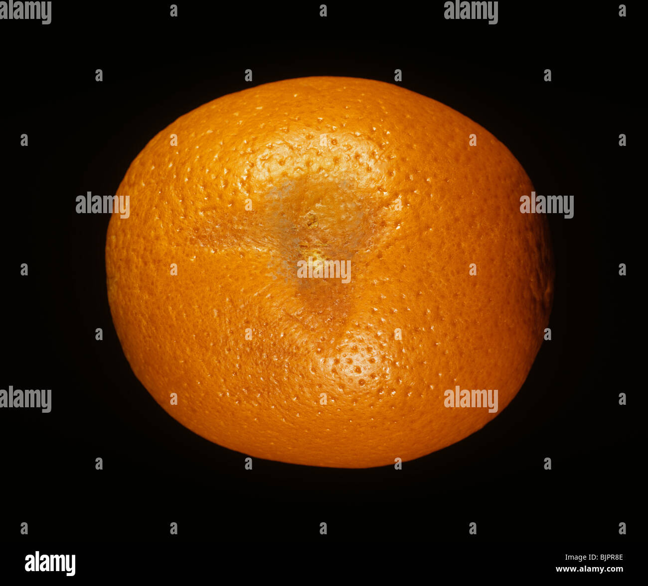 Penicillium digitatum hi-res stock photography and images - Alamy