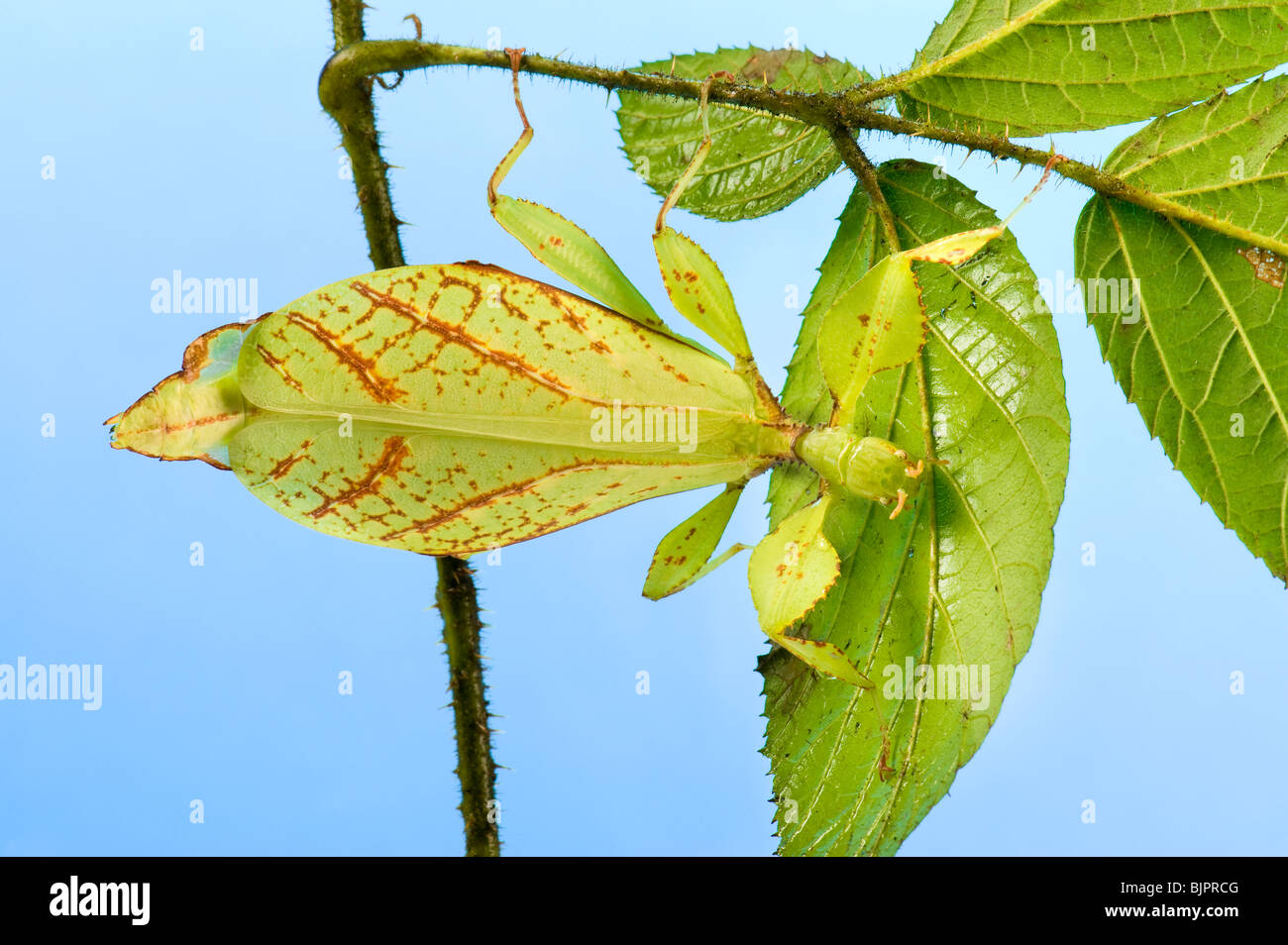 Phyllium Sp. philippines leaf insect eating eat leafinsect stick ...