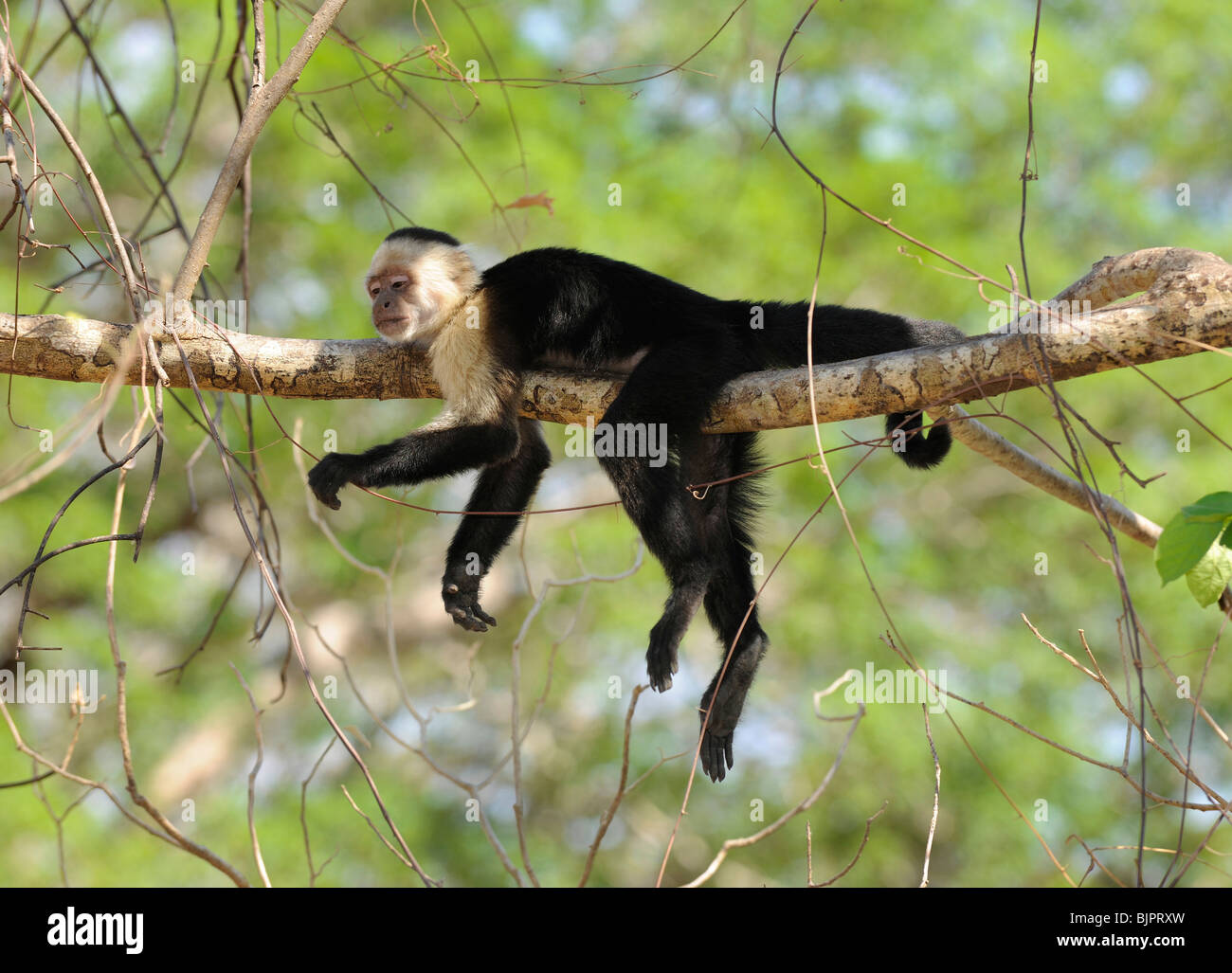Capuchin monkey hi-res stock photography and images - Alamy