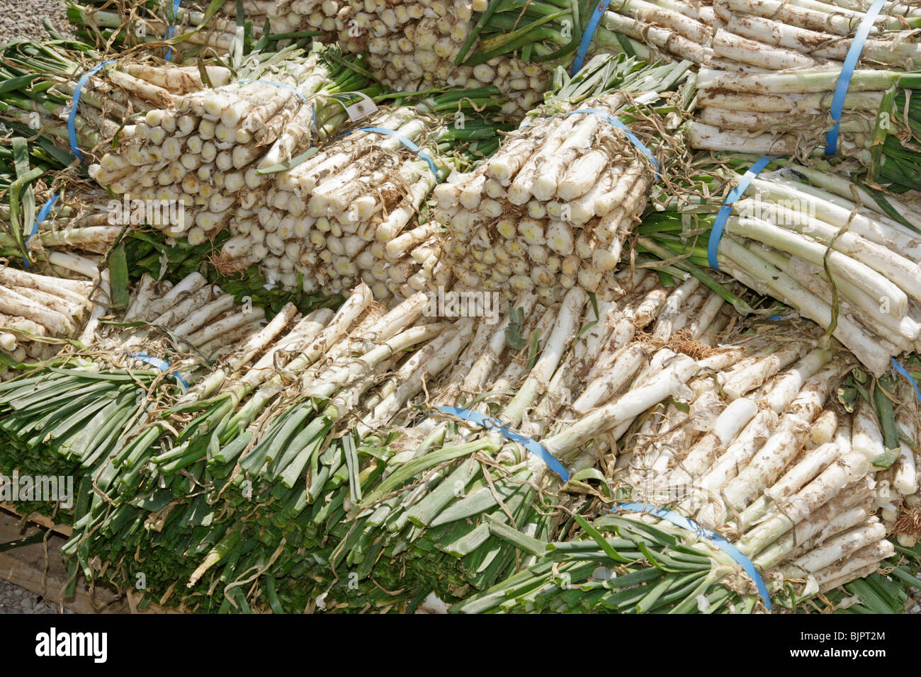 Calçots. Typical meal of Catalonia, Spain Stock Photo - Alamy