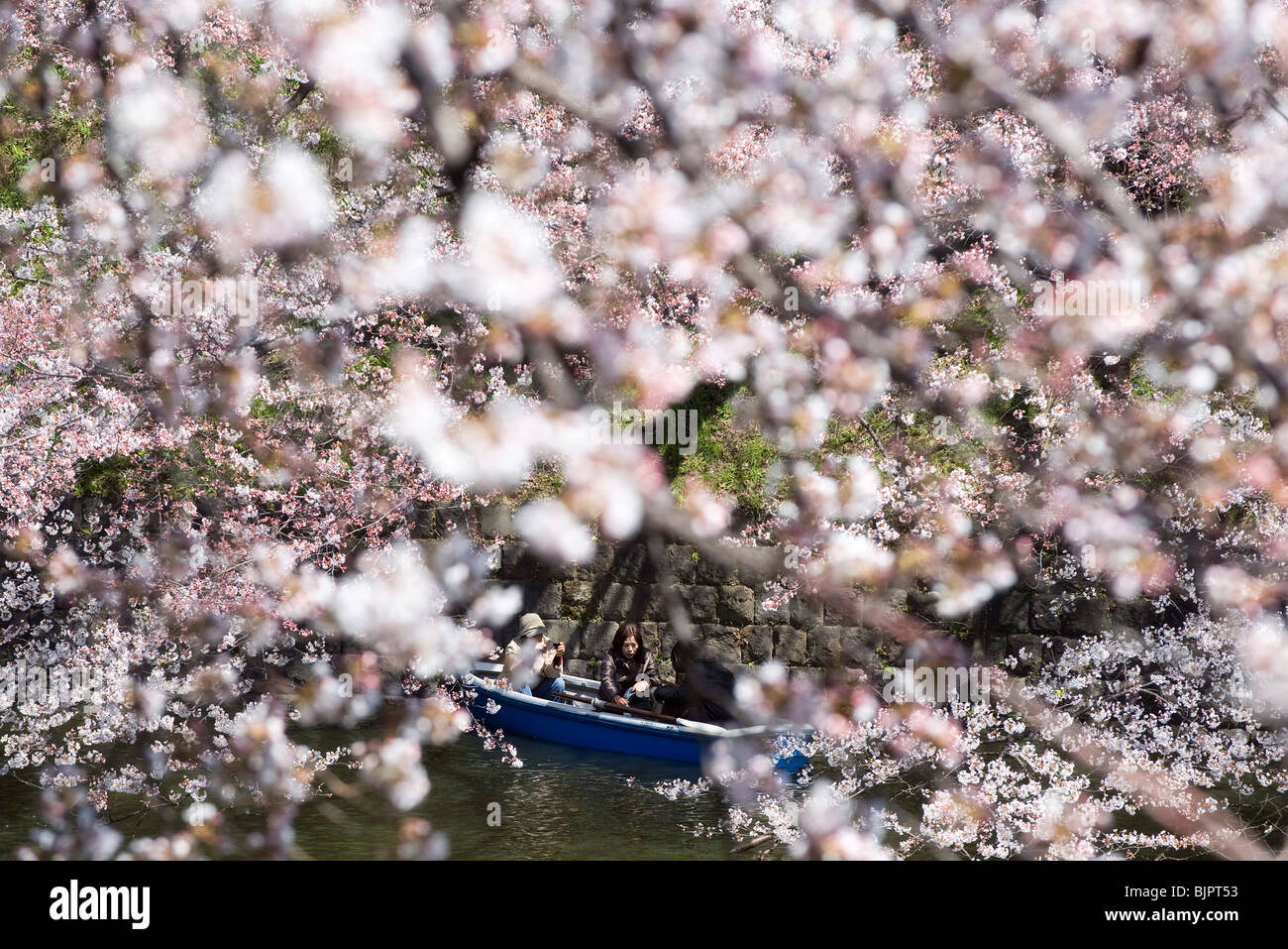 Sightseers aboard rowing boats enjoy the cherry trees that line the ...