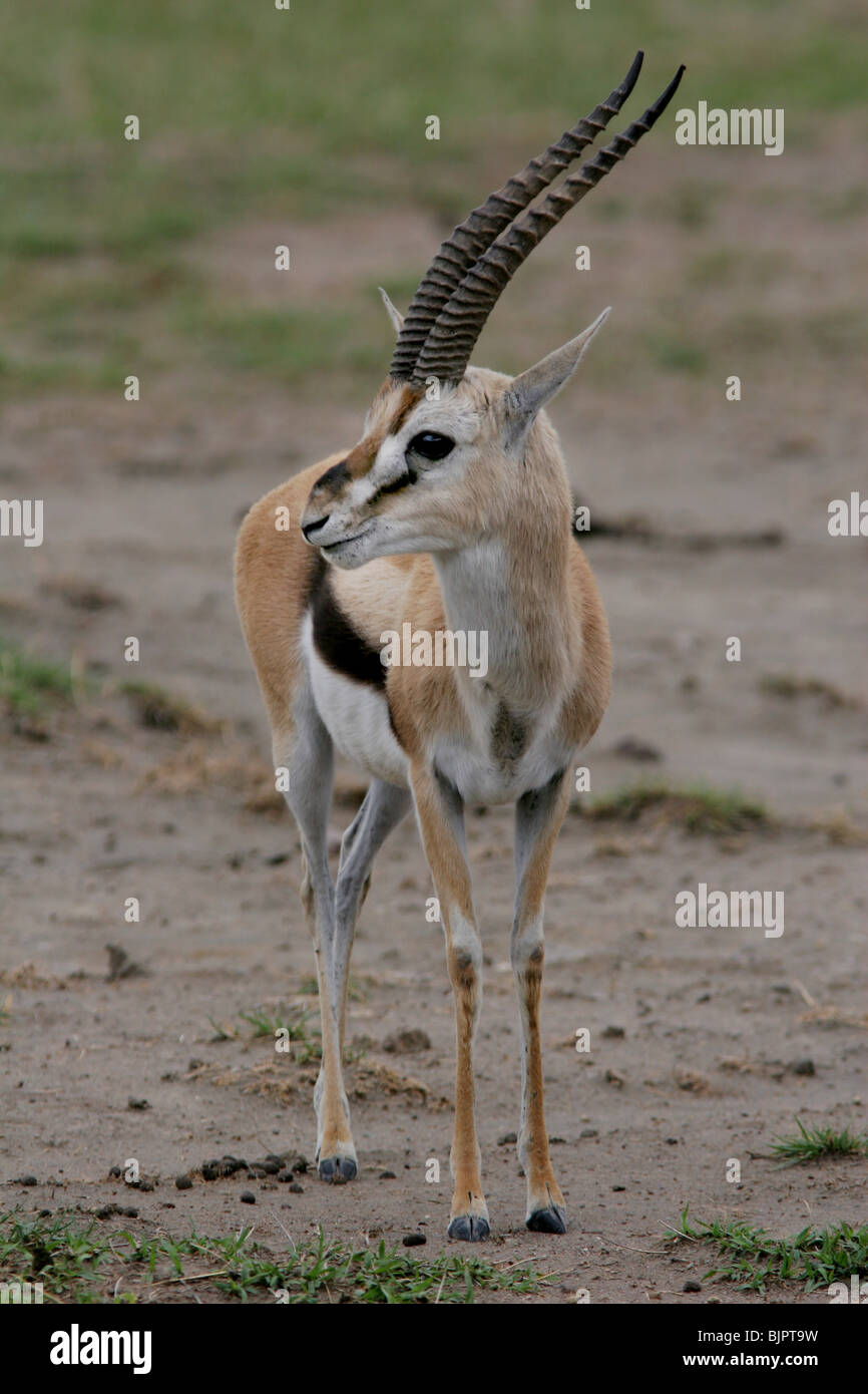 Thomson's gazelle Ngorongoro Conservation Area crater volcano mammal ...