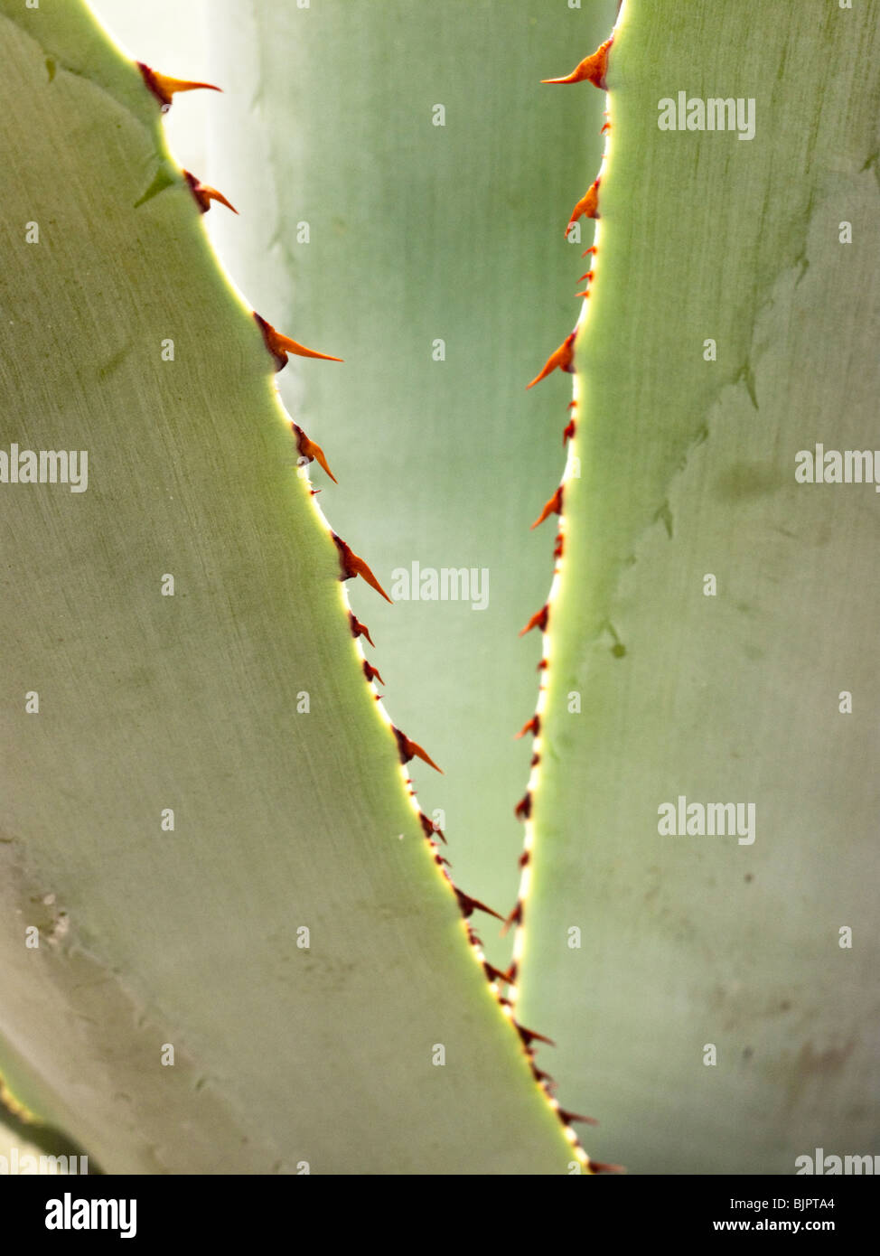 Cactus leaves hi-res stock photography and images - Alamy