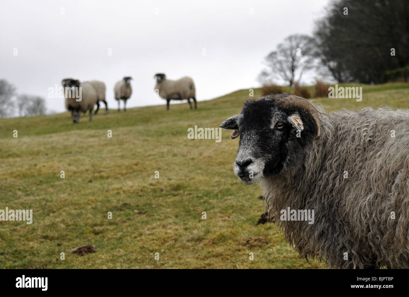 Sheep on Dartmoor Stock Photo - Alamy