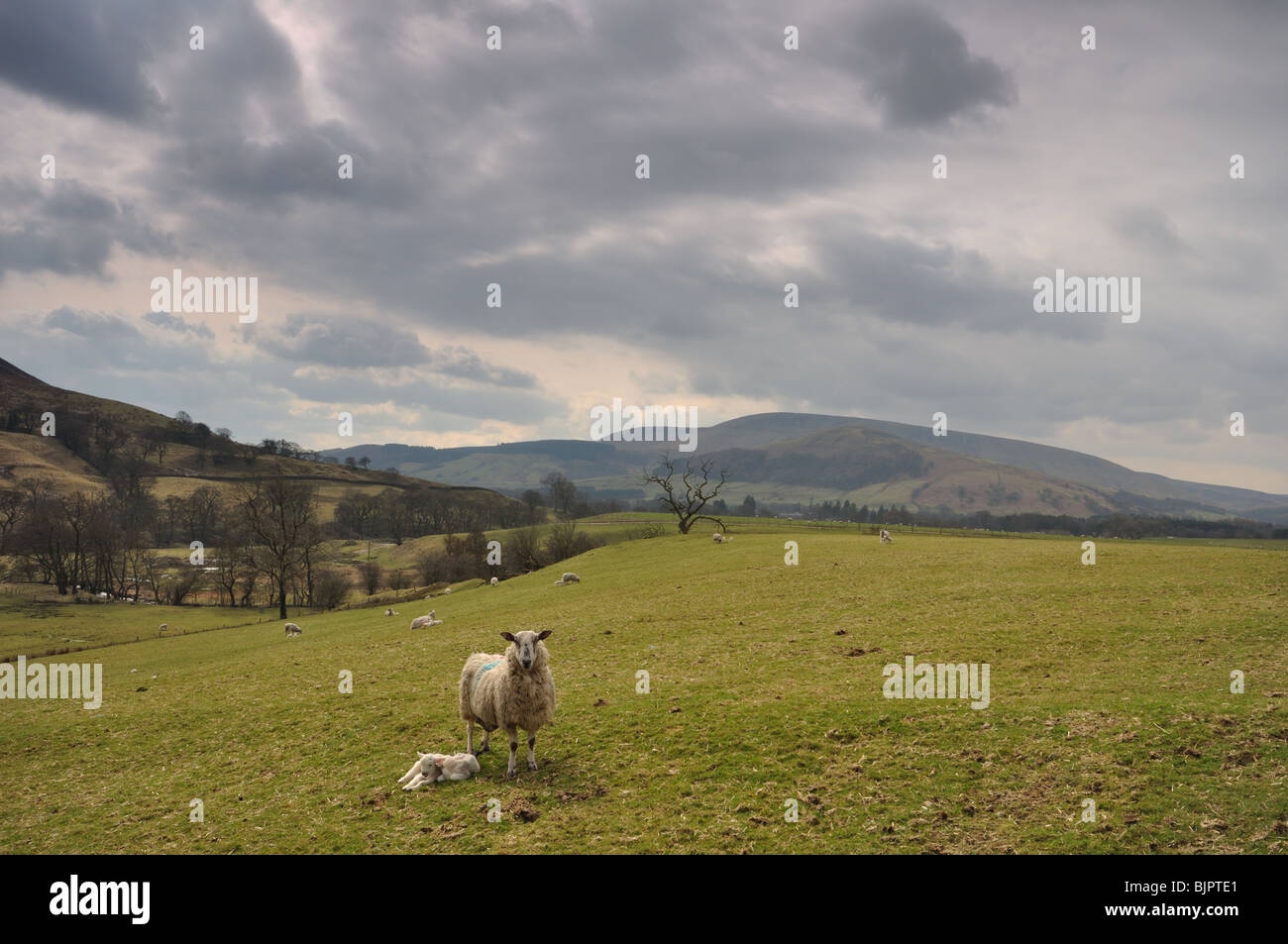 Ewe and spring lambs in the Forest of Bowland Stock Photo - Alamy