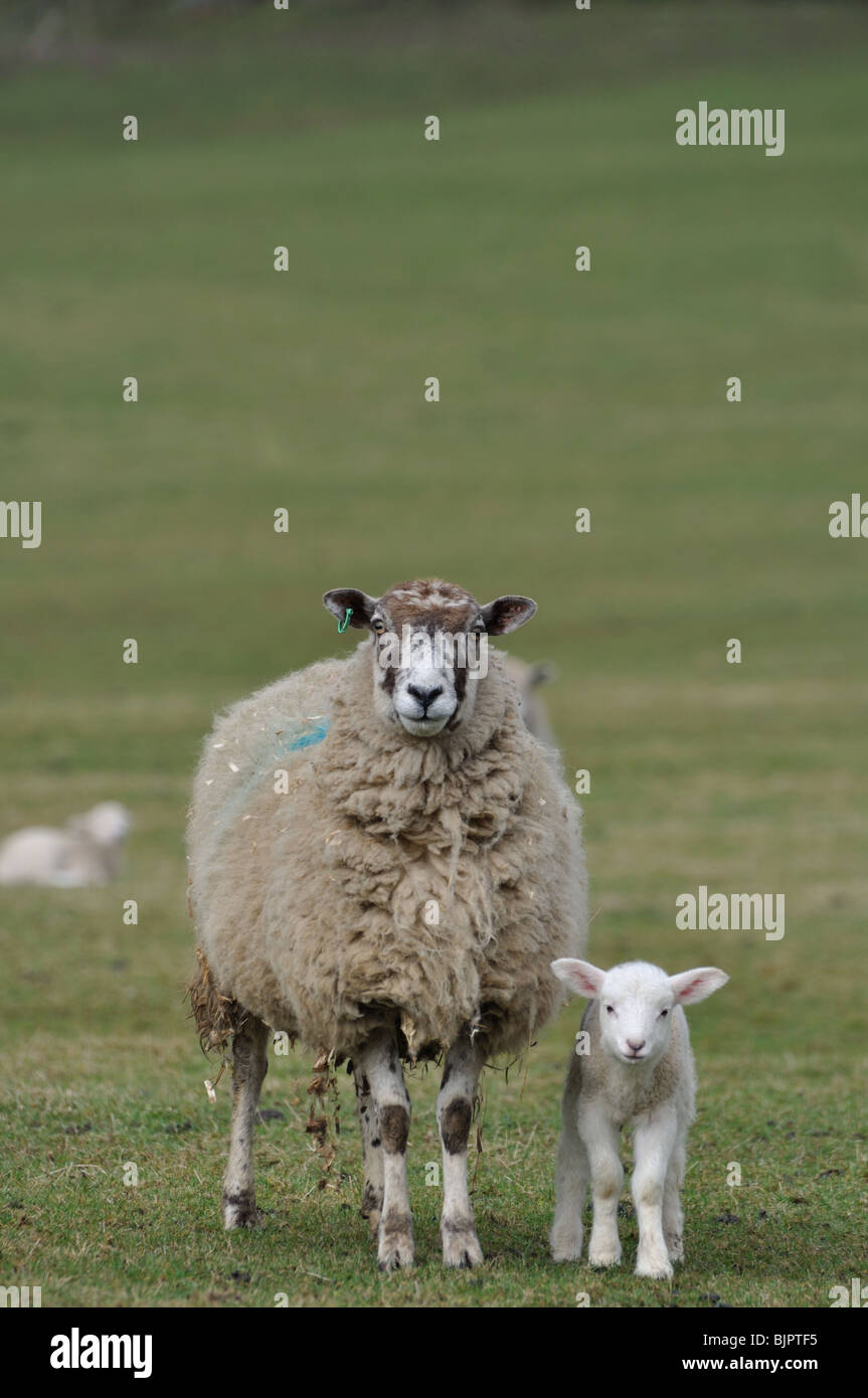 Ewe with spring lamb in the Forest of Bowland Stock Photo - Alamy