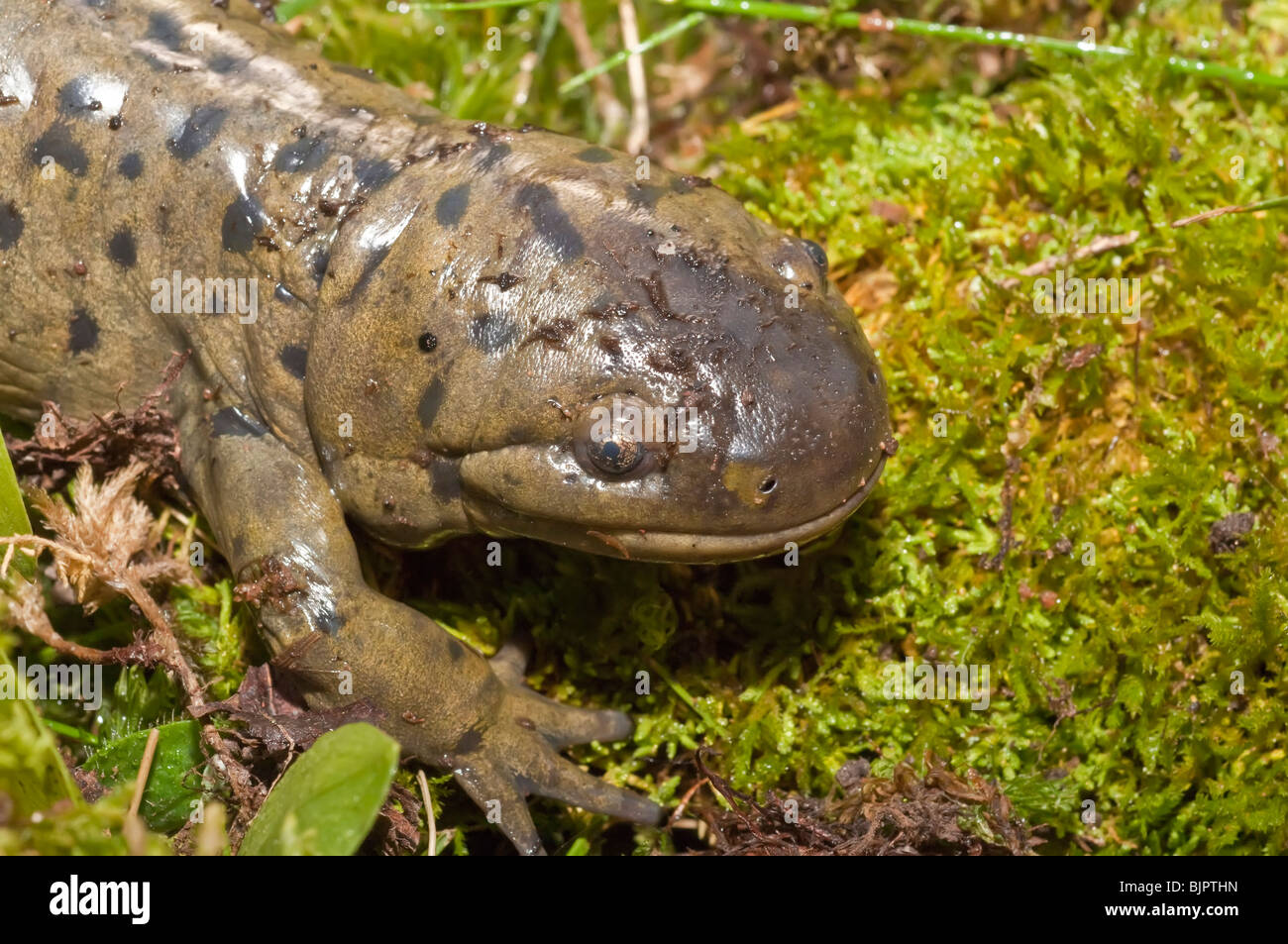 Tiger salamander larvae hi-res stock photography and images - Alamy