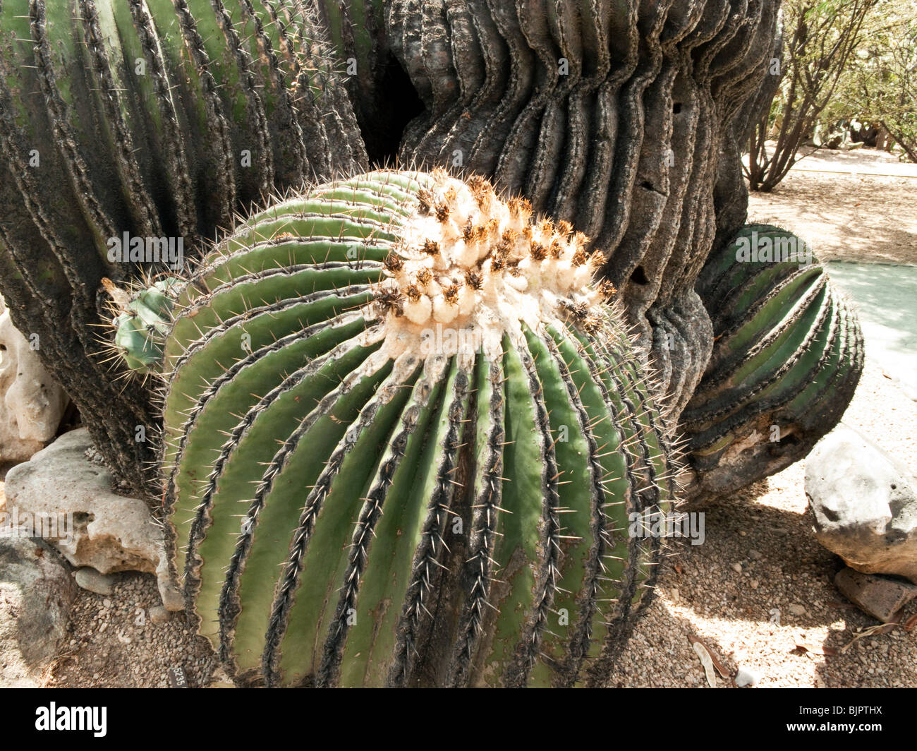 Biznaga hi-res stock photography and images - Alamy