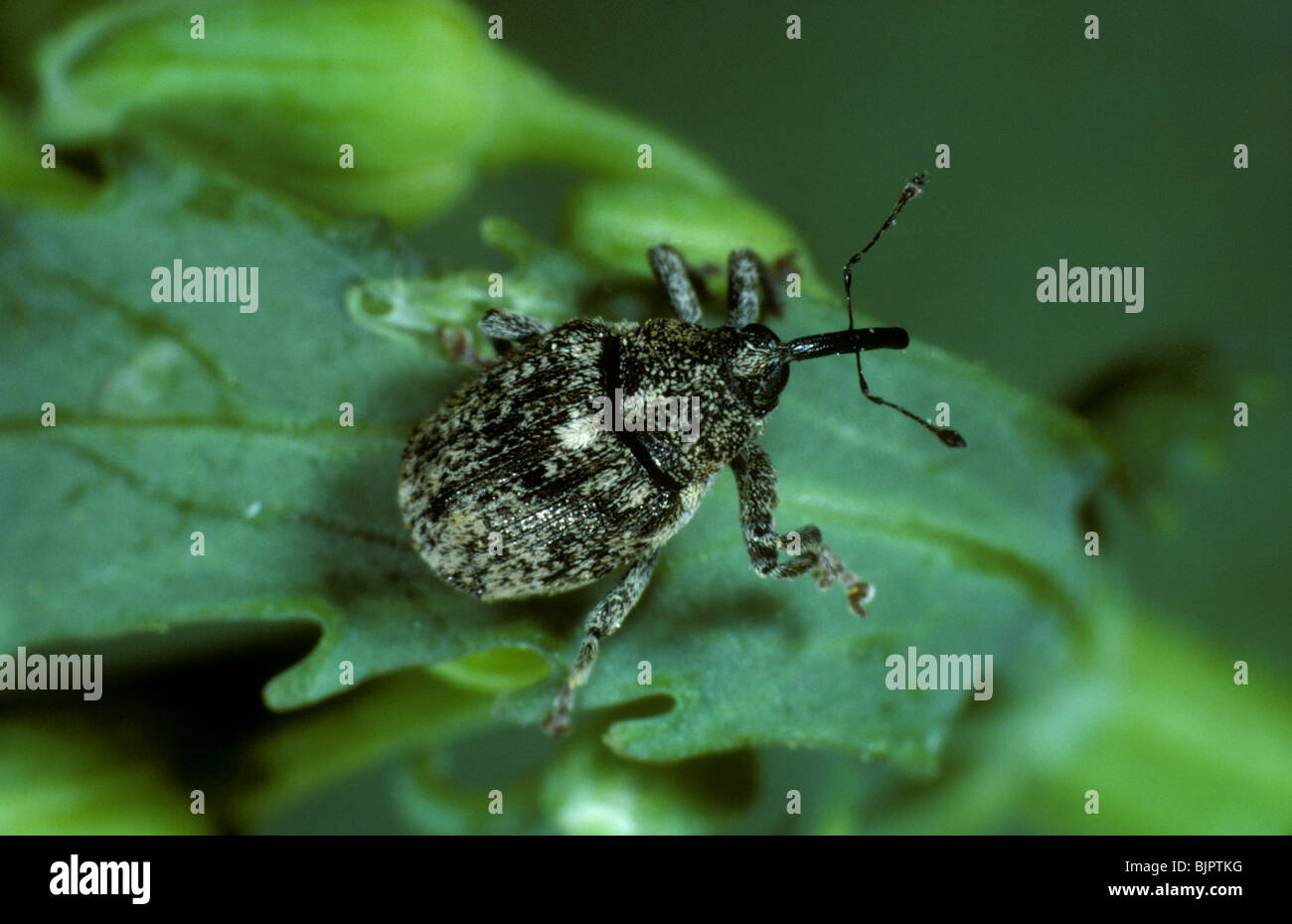 Winter stem weevil (Ceutorhynchus quadridens) adult on an oilseed rape ...