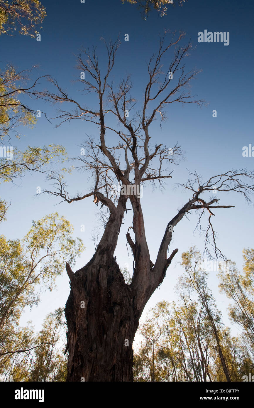 Red Gum trees near Echuca killed by the drought,Victoria, Australia ...