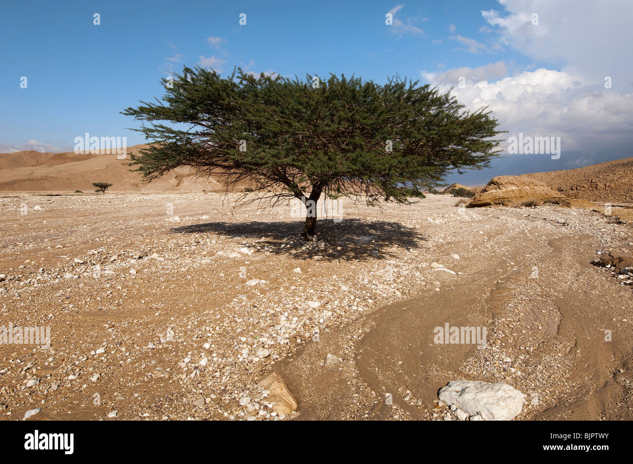 Acacia desert israel tree hi-res stock photography and images - Alamy