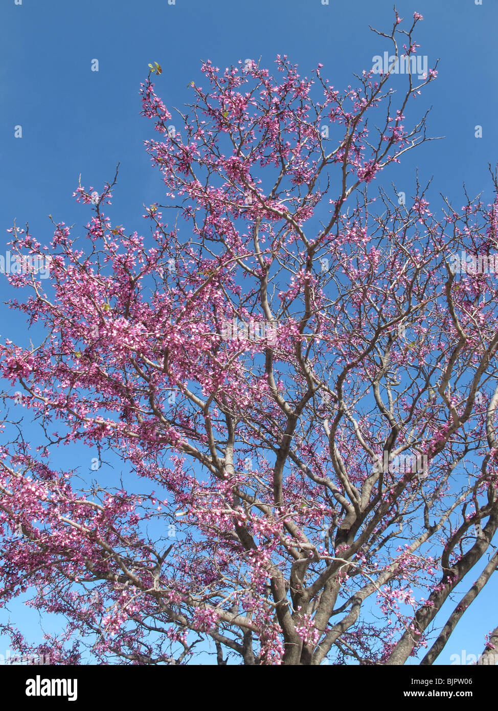pink spring flowers Stock Photo - Alamy