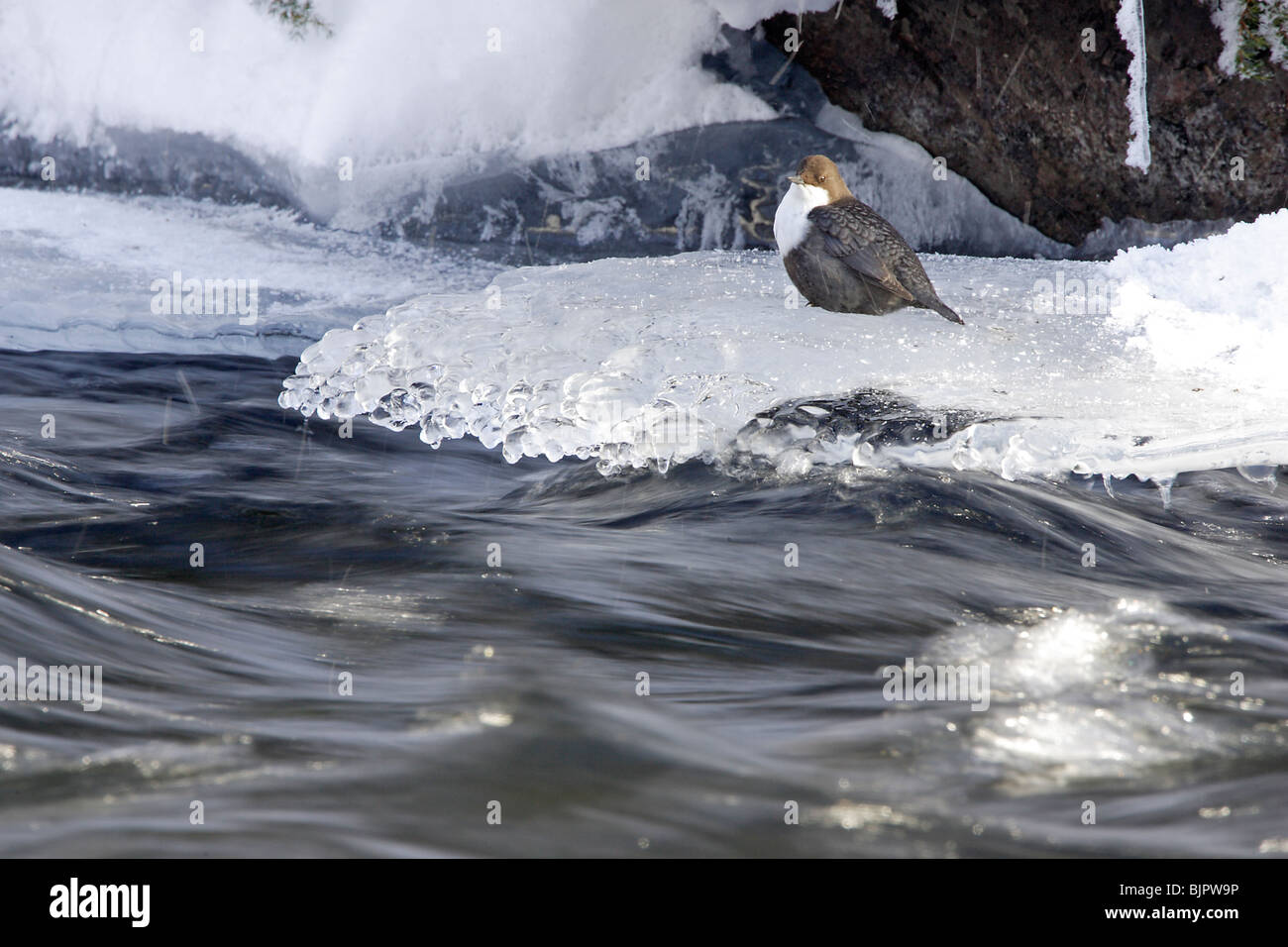 Ice dipper hi-res stock photography and images - Alamy