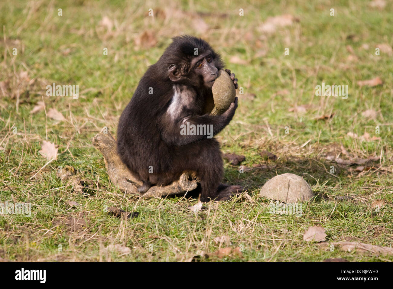 Monkey eating a coconut hi-res stock photography and images - Alamy