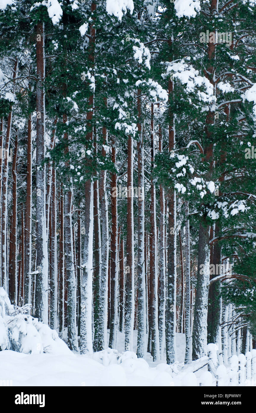 Winter landscape in snow trees hi-res stock photography and images - Alamy