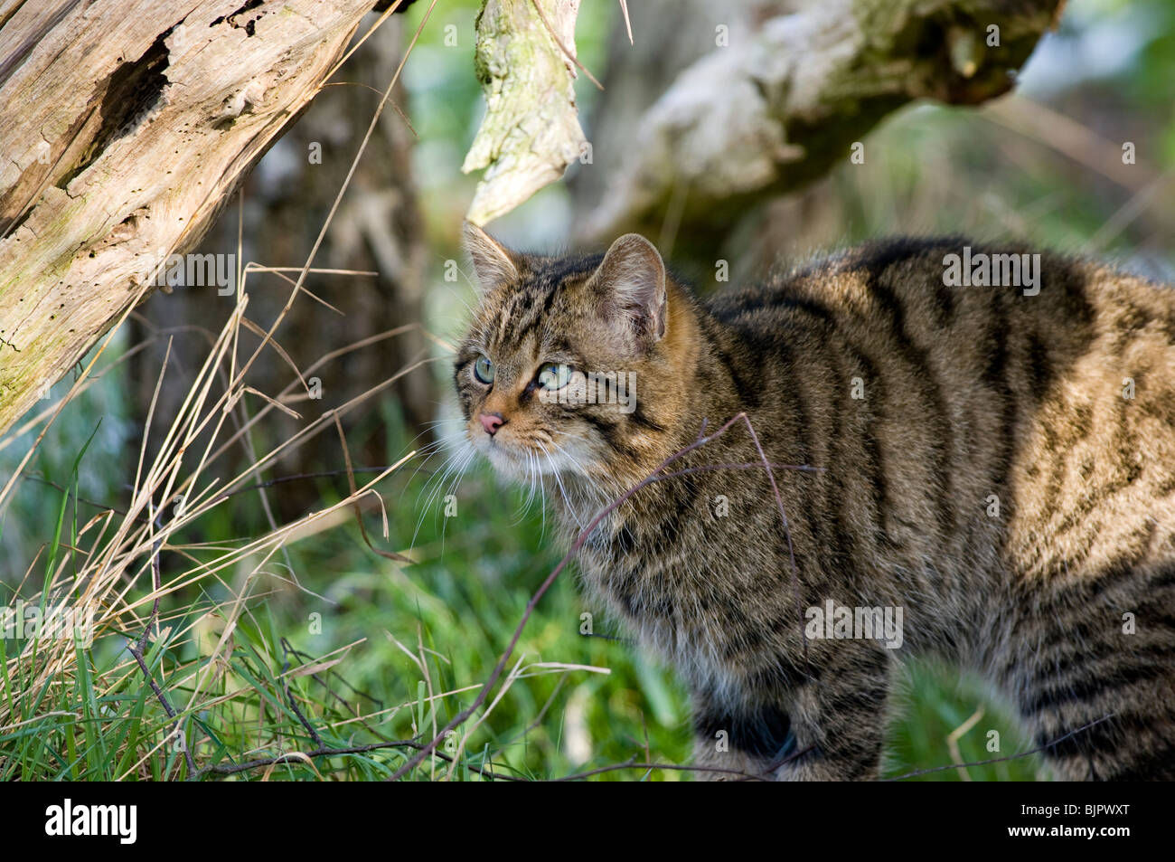 SCOTTISH WILD CAT Stock Photo - Alamy