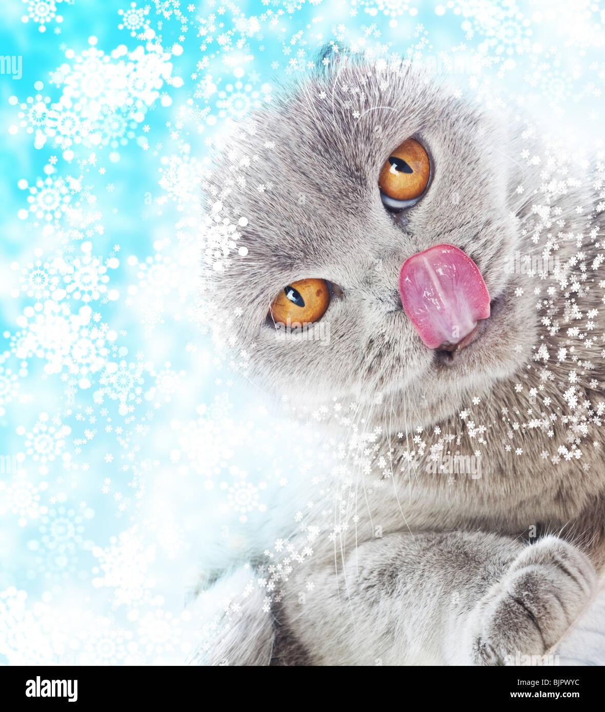 cat with snow Stock Photo - Alamy