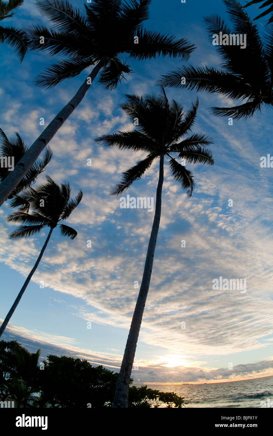 Palm Trees in Chuuk, Micronesia Stock Photo - Alamy