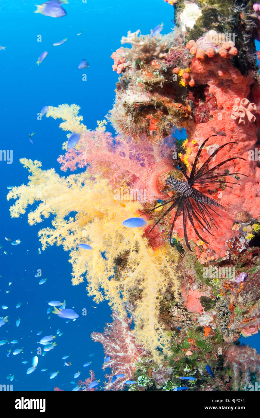 Lion fish in Chuuk, Micronesia Stock Photo - Alamy
