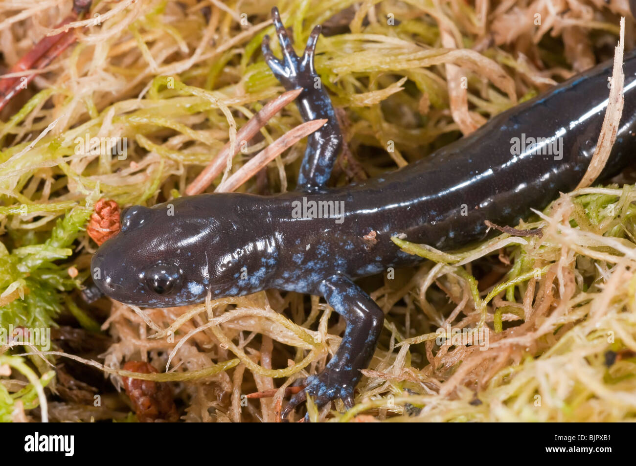 Black And Blue Salamander