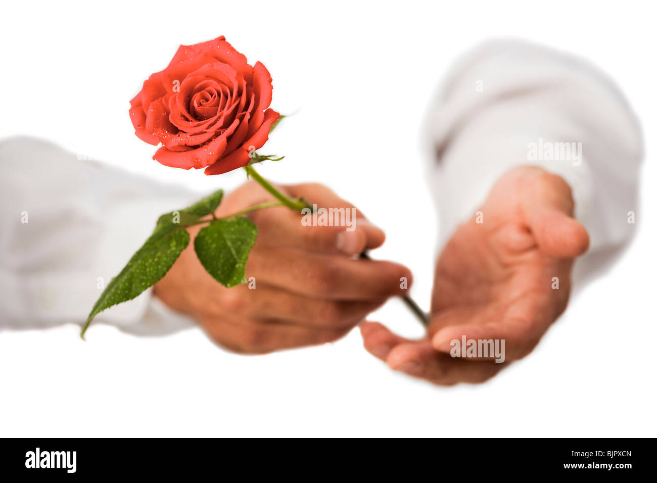 Hands holding rose Stock Photo - Alamy