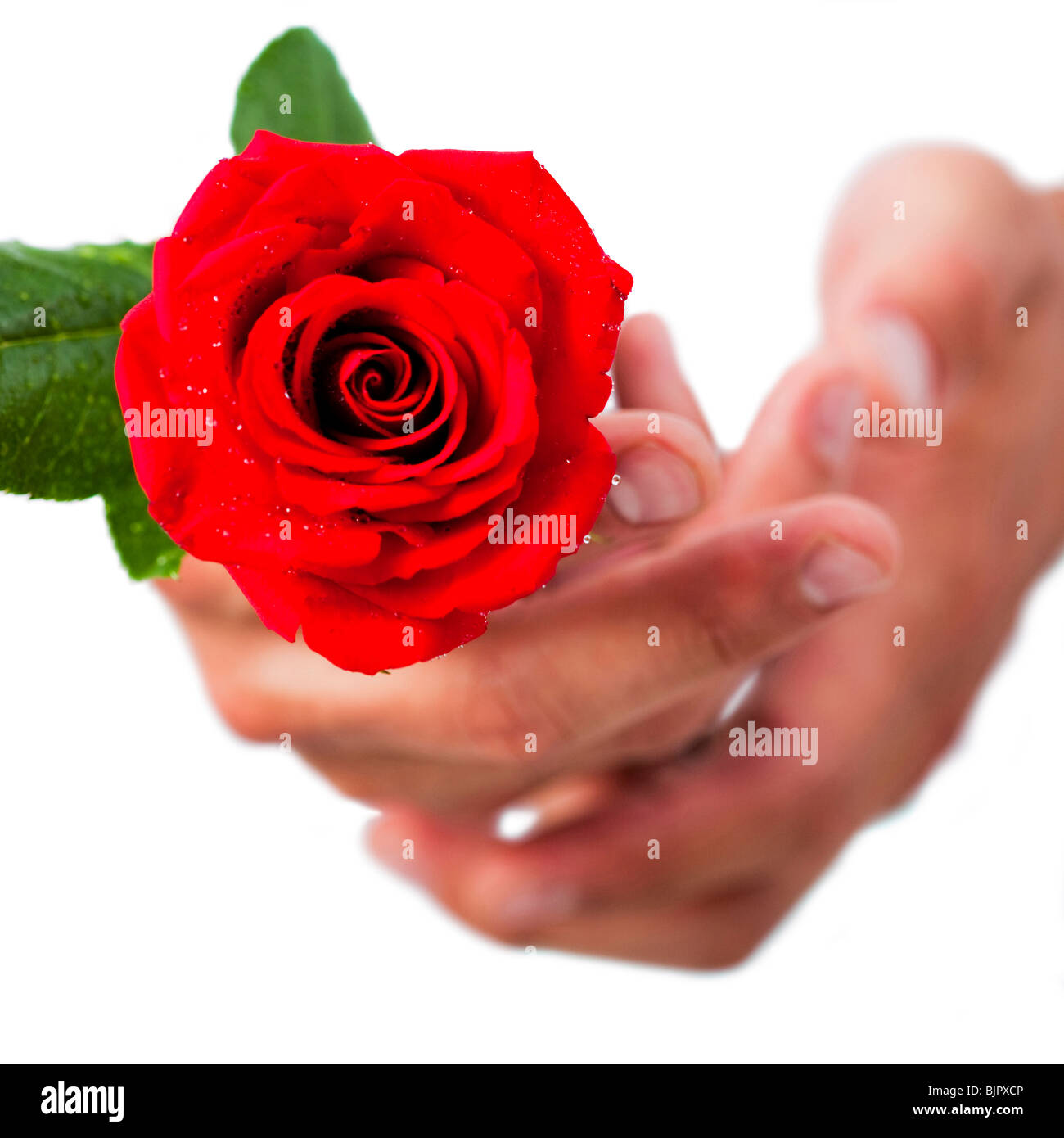 Hands holding rose Stock Photo - Alamy