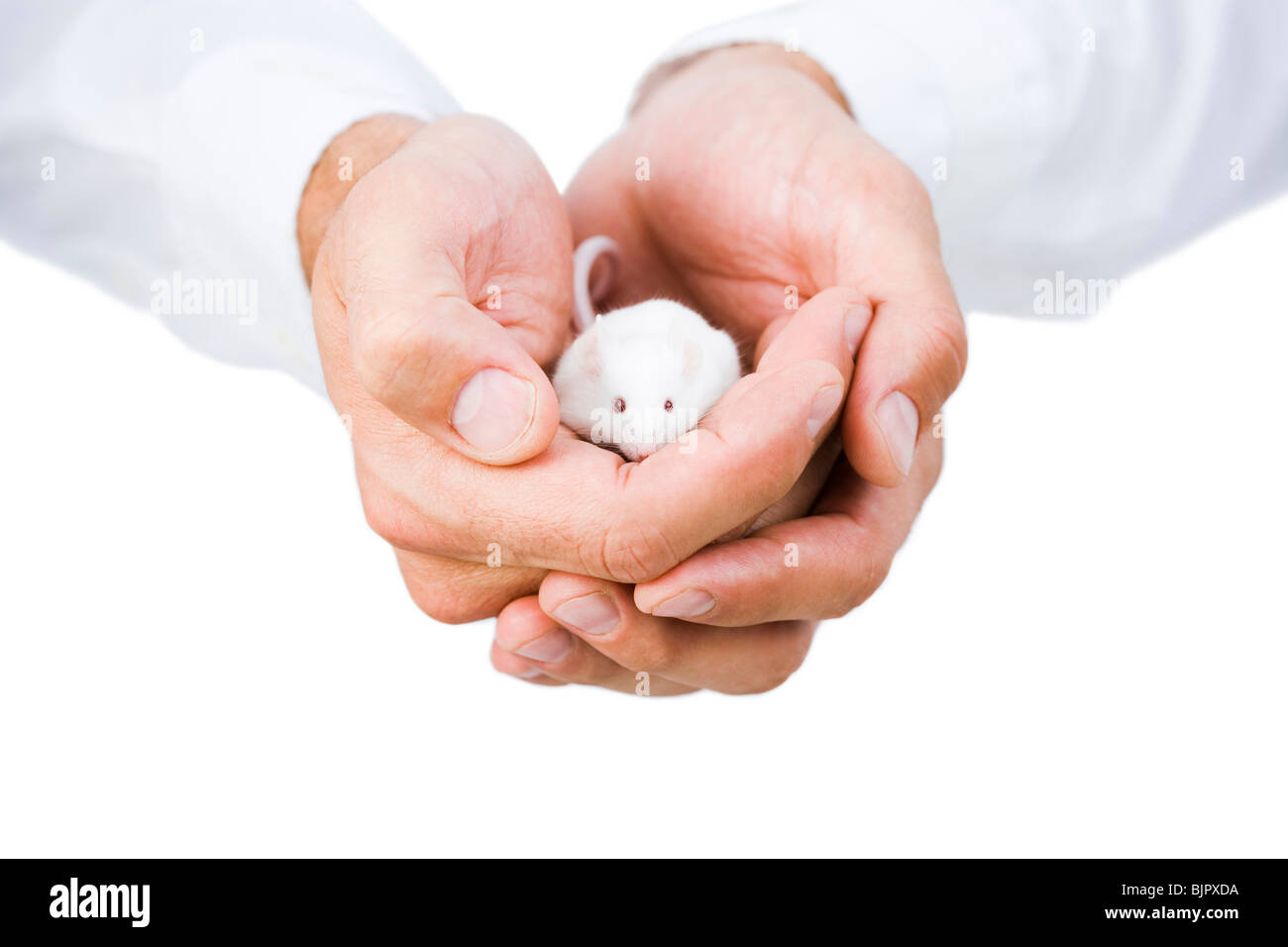 Hands holding mouse Stock Photo - Alamy