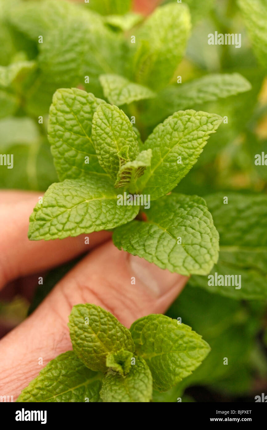 Mint (Mentha sp Stock Photo - Alamy