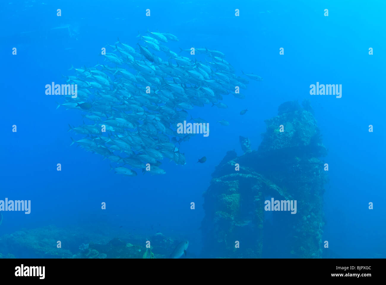 Large Group of Bluefin Trevally Stock Photo - Alamy