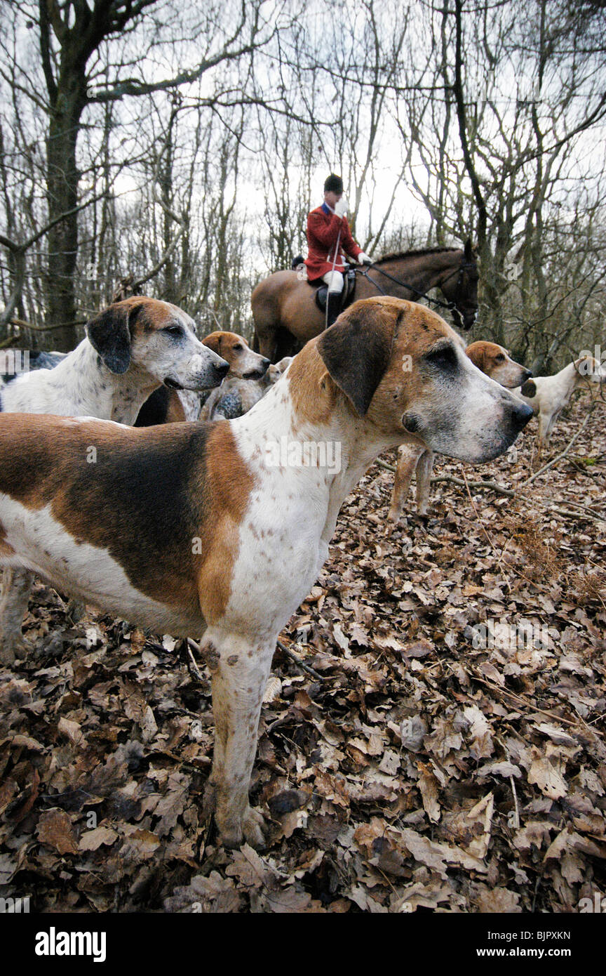 Fox hounds from the Southdown & Eridge Hunt ride out through Chailey ...