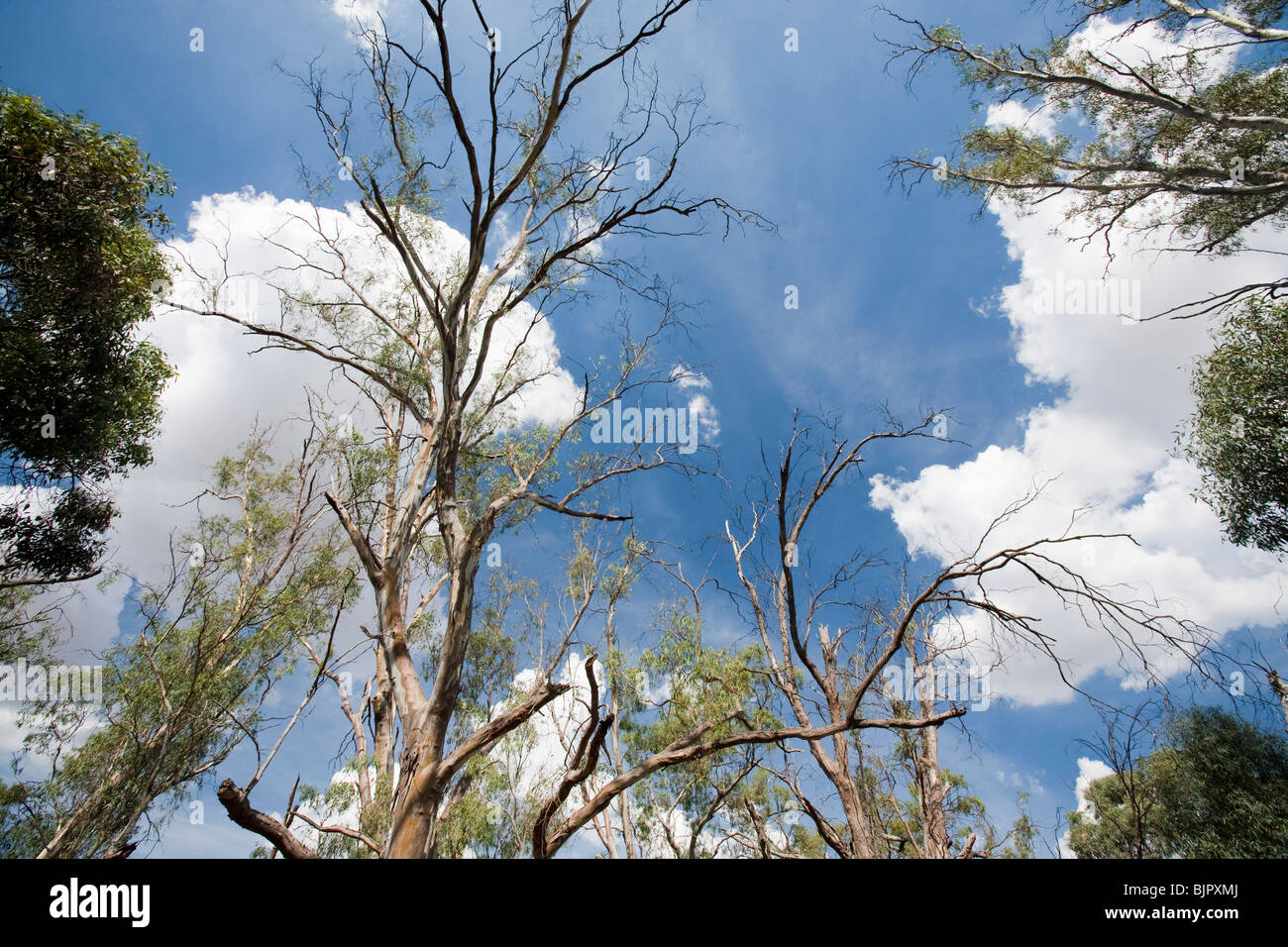 Dead gum tree hi-res stock photography and images - Alamy