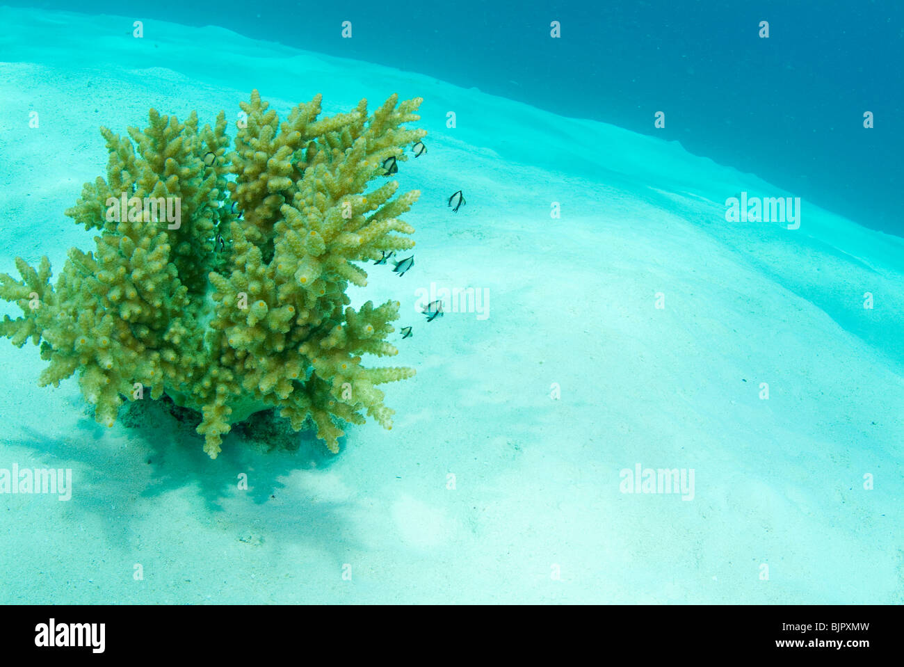 Dascyllus reticulatus hi-res stock photography and images - Alamy