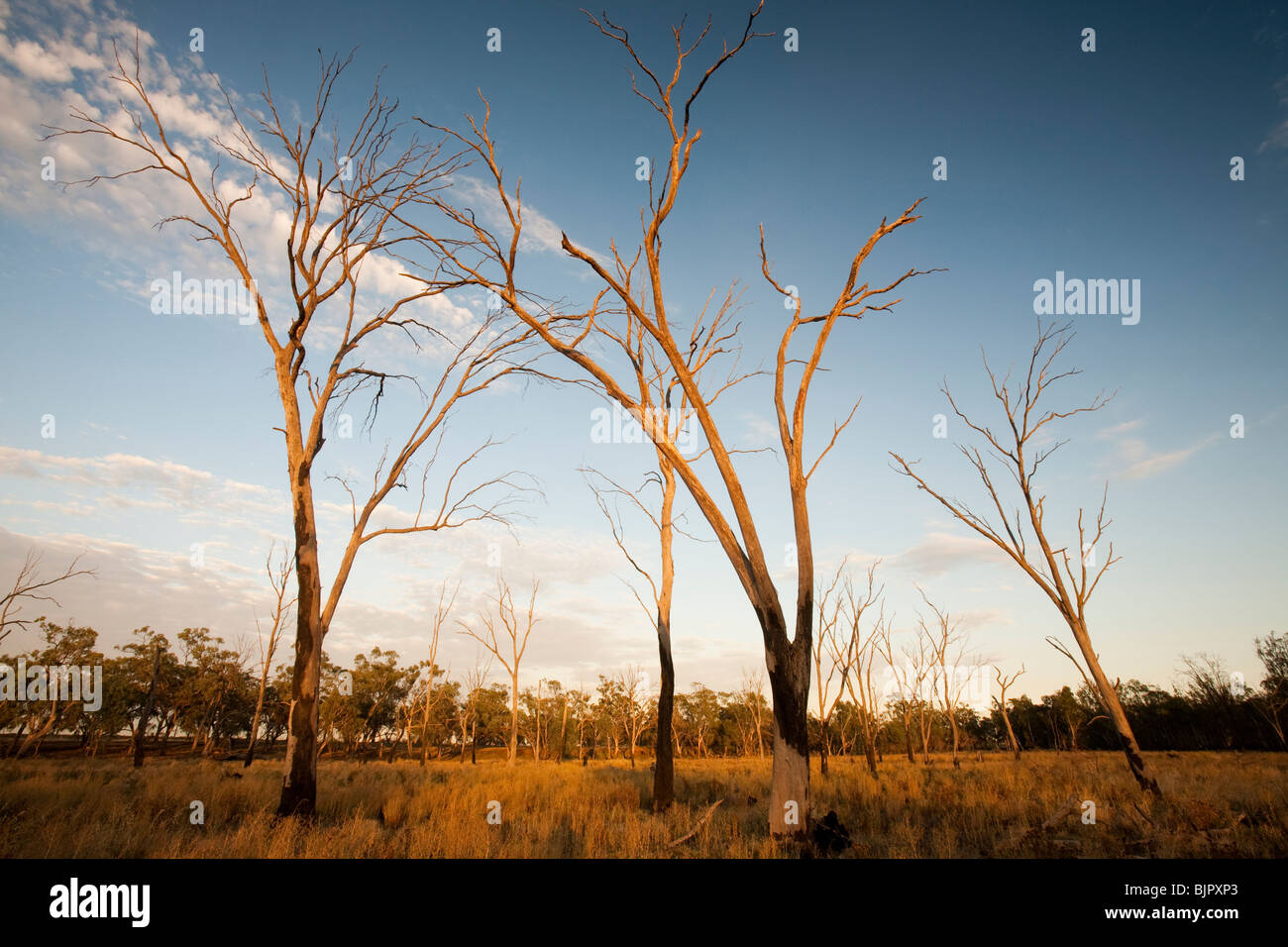 Dead gum tree hi-res stock photography and images - Alamy