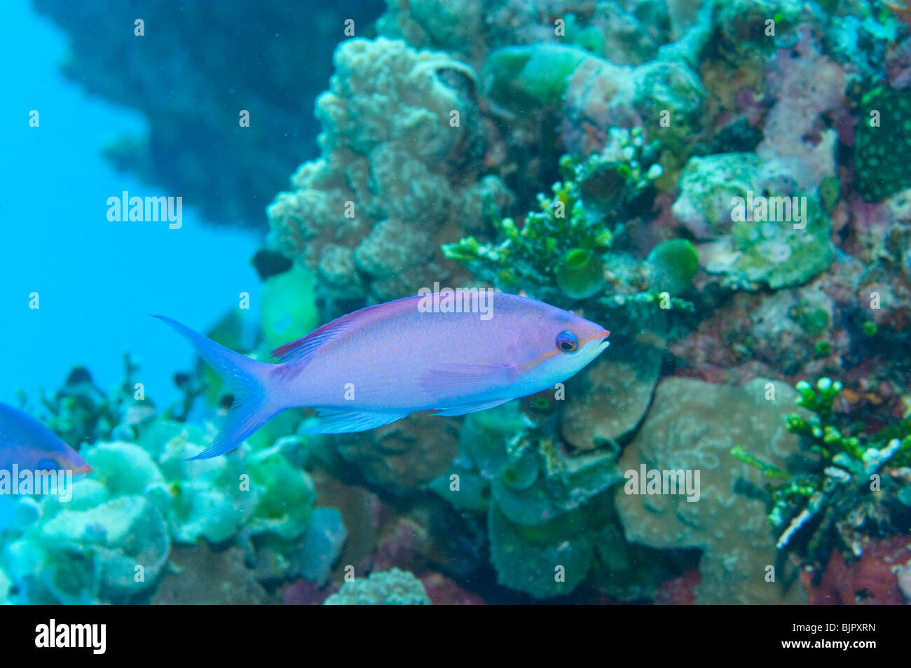 Purple queen fish hi-res stock photography and images - Alamy