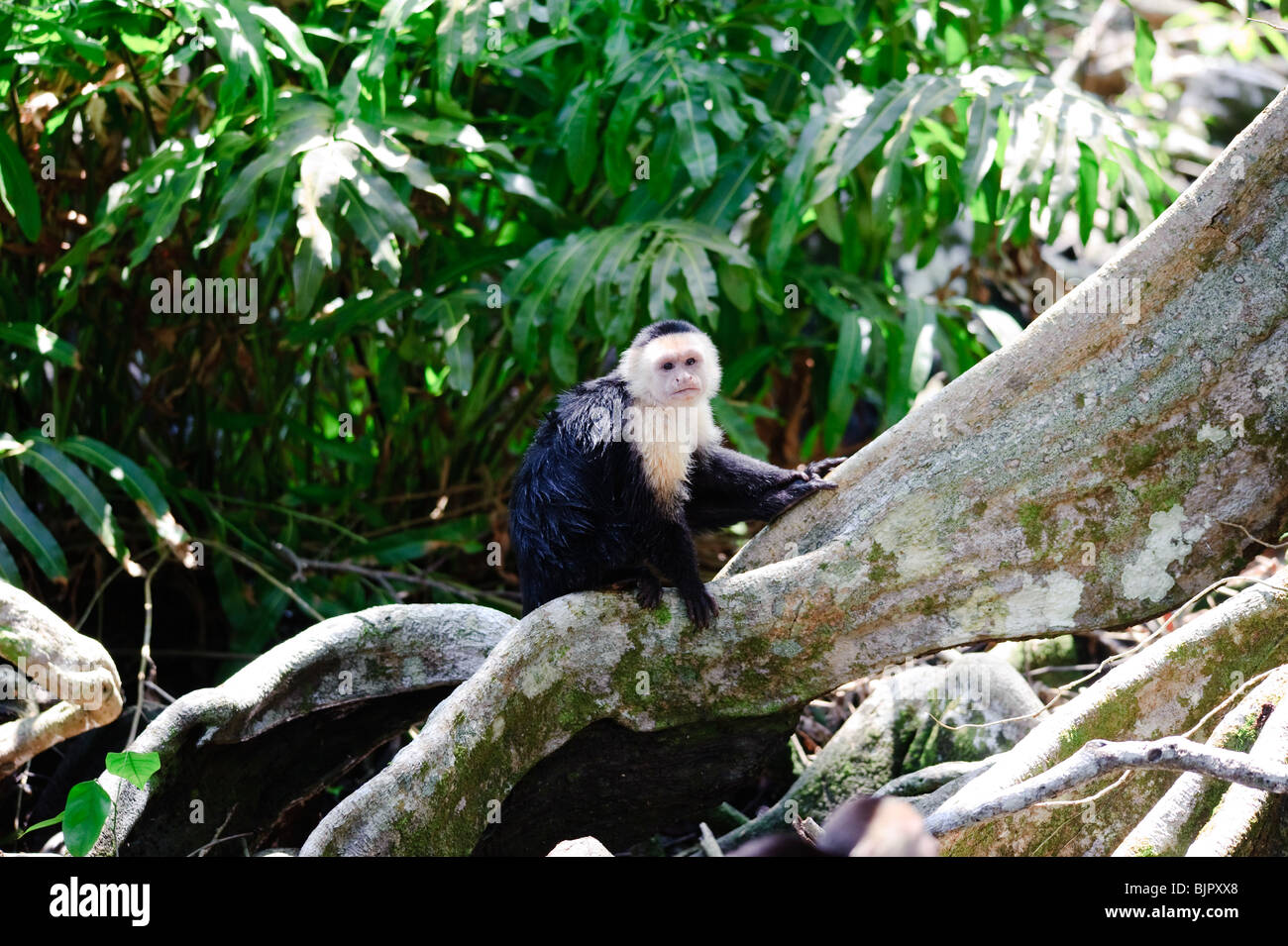White faced monkeys hi-res stock photography and images - Alamy