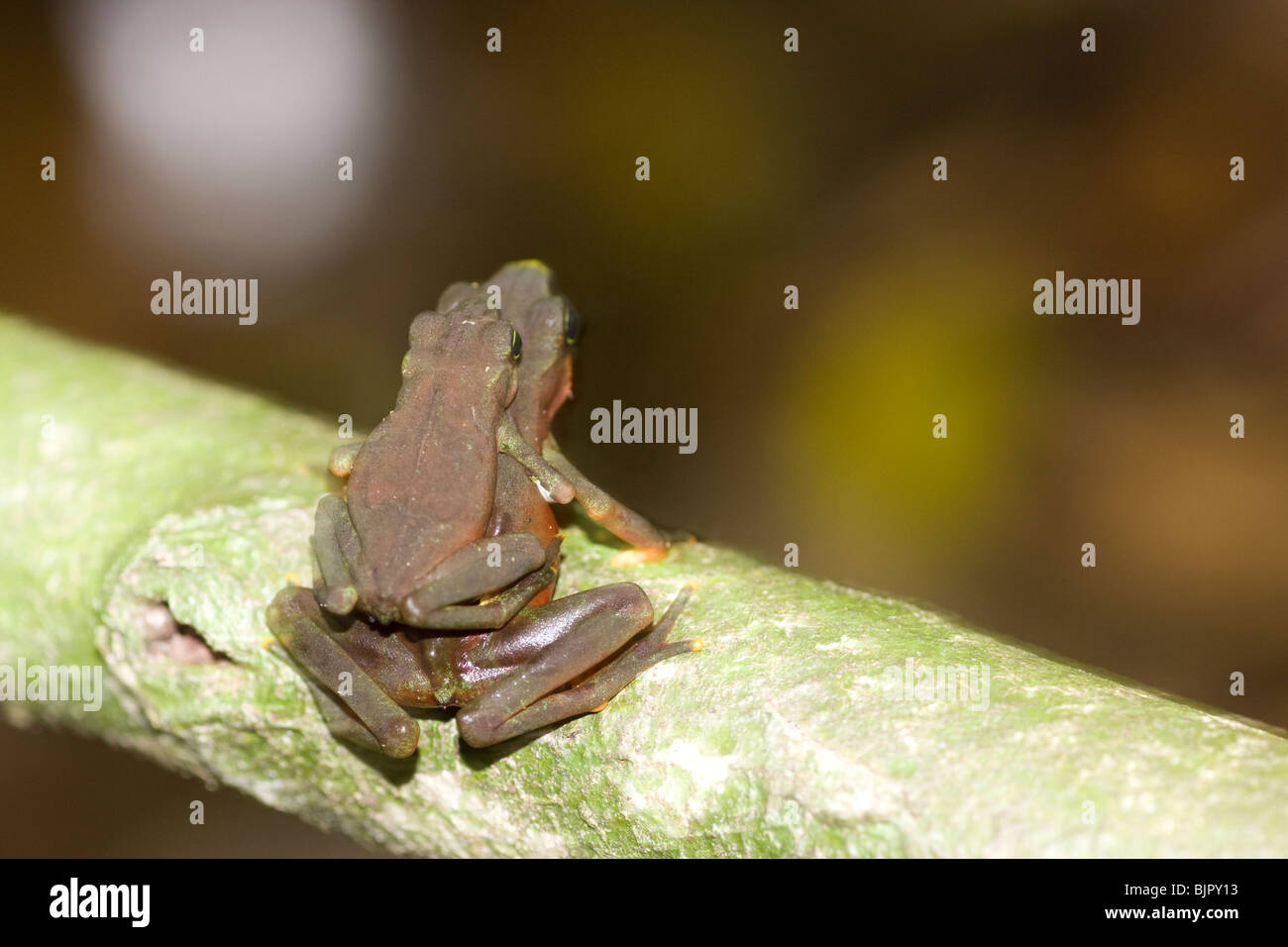 Panama creature hi-res stock photography and images - Alamy
