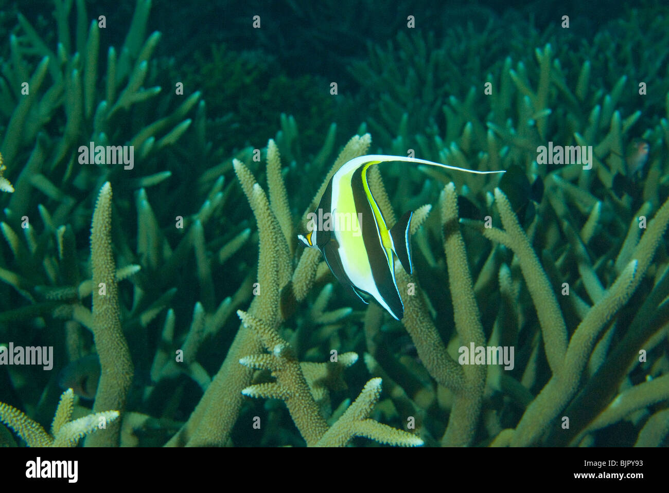 Cornutus hi-res stock photography and images - Alamy