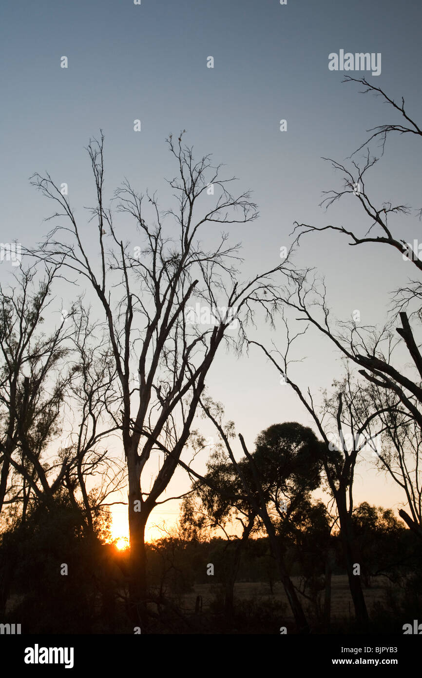 Red gum trees victoria hi-res stock photography and images - Alamy