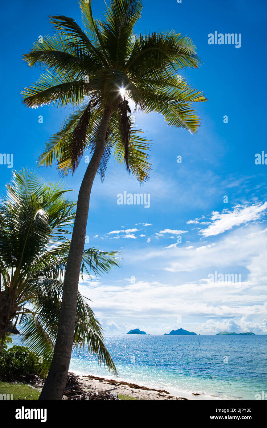 Fiji palm trees hi-res stock photography and images - Alamy