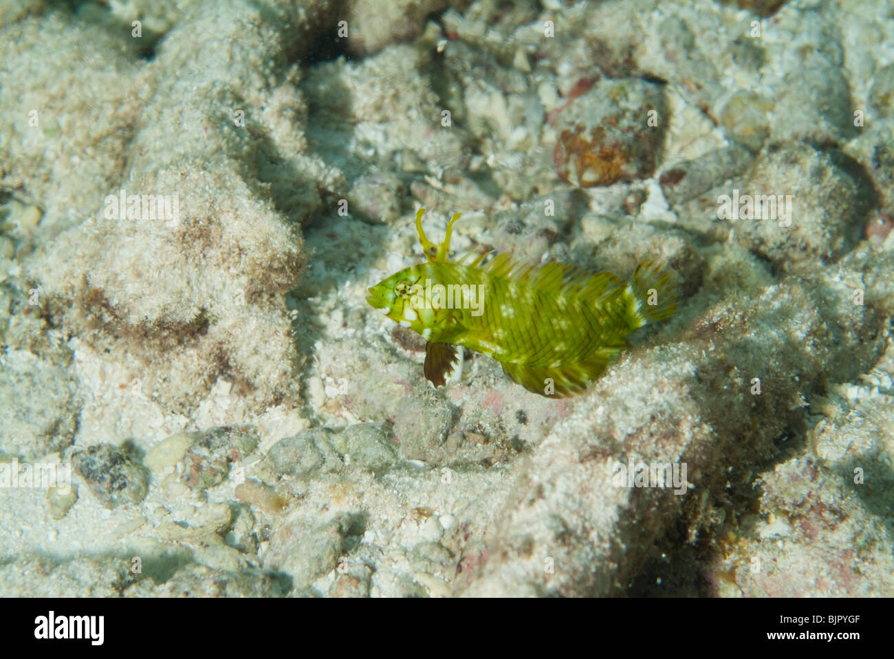 Green fish in Chuuk, Micronesia Stock Photo - Alamy