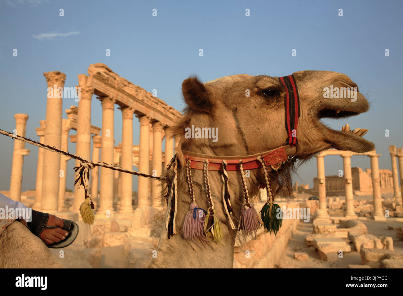 Syrian Camel High Resolution Stock Photography and Images - Alamy