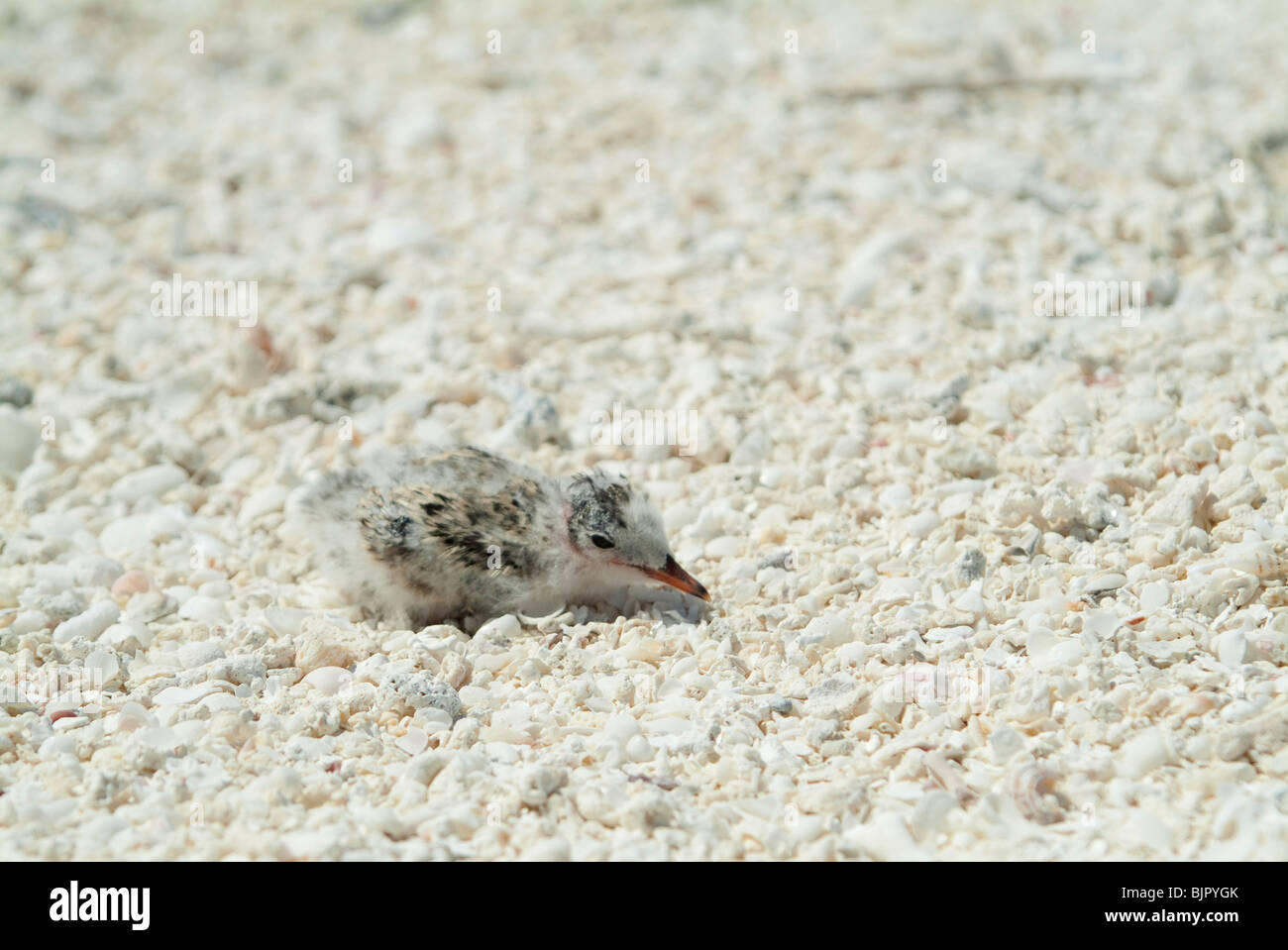 Baby common tern on beach Stock Photo - Alamy