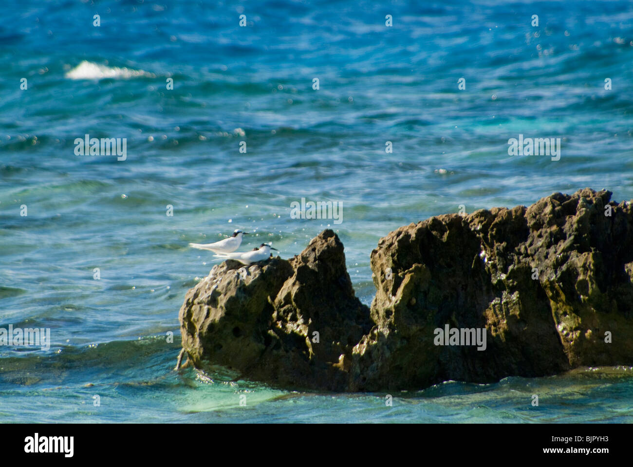 Parching hi-res stock photography and images - Alamy