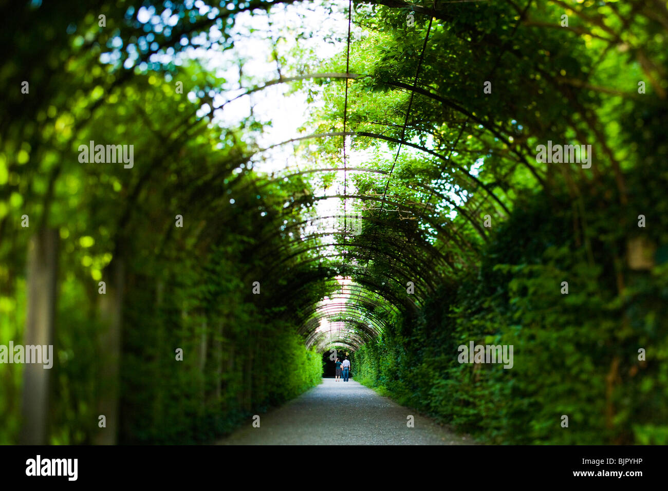 Trees forming a tunnel Stock Photo - Alamy
