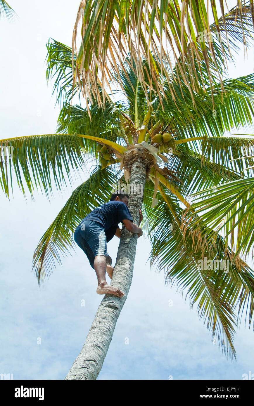 A man climbing on palm tree Stock Photo - Alamy