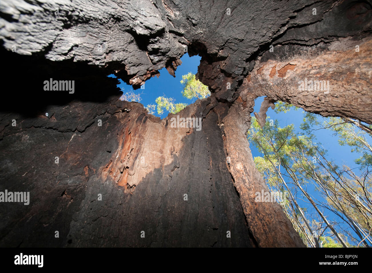 A Red Gum tree in the Barmah forest, Echuca, Australia Stock Photo - Alamy