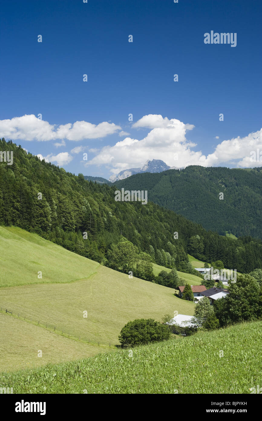 Grass field and trees Stock Photo - Alamy