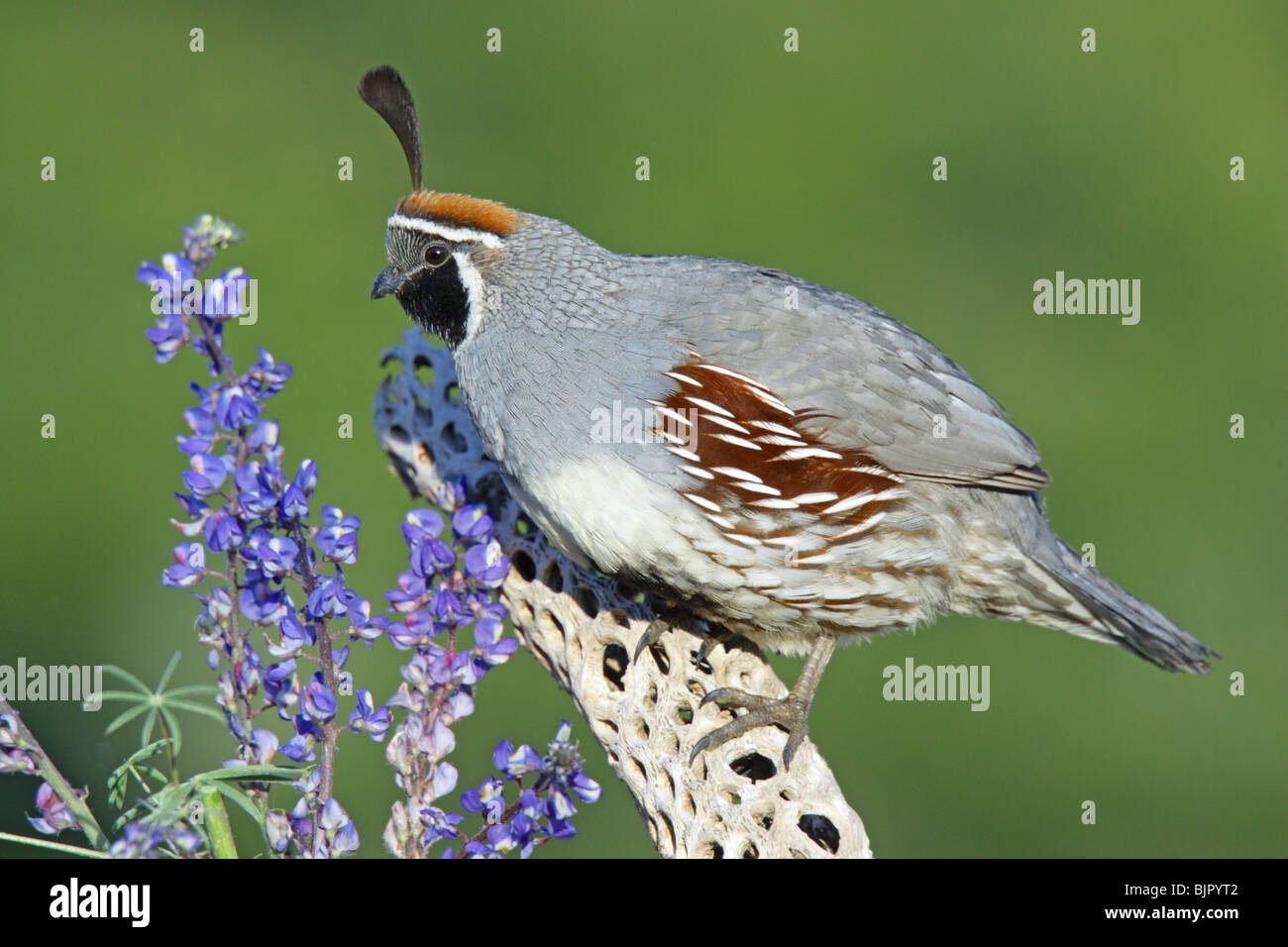Gambels quail hi-res stock photography and images - Alamy