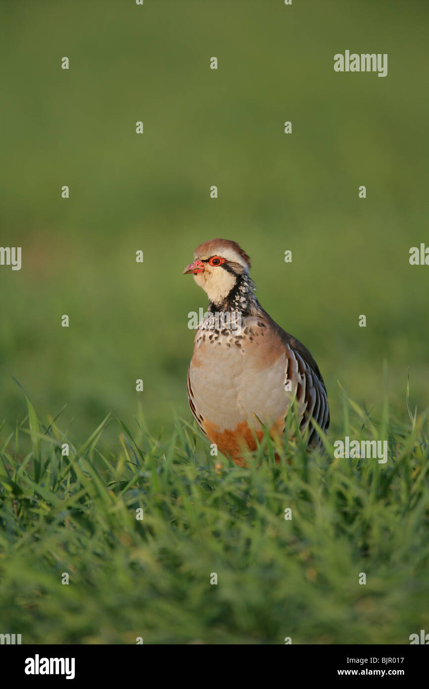 Partridge in a hi-res stock photography and images - Alamy